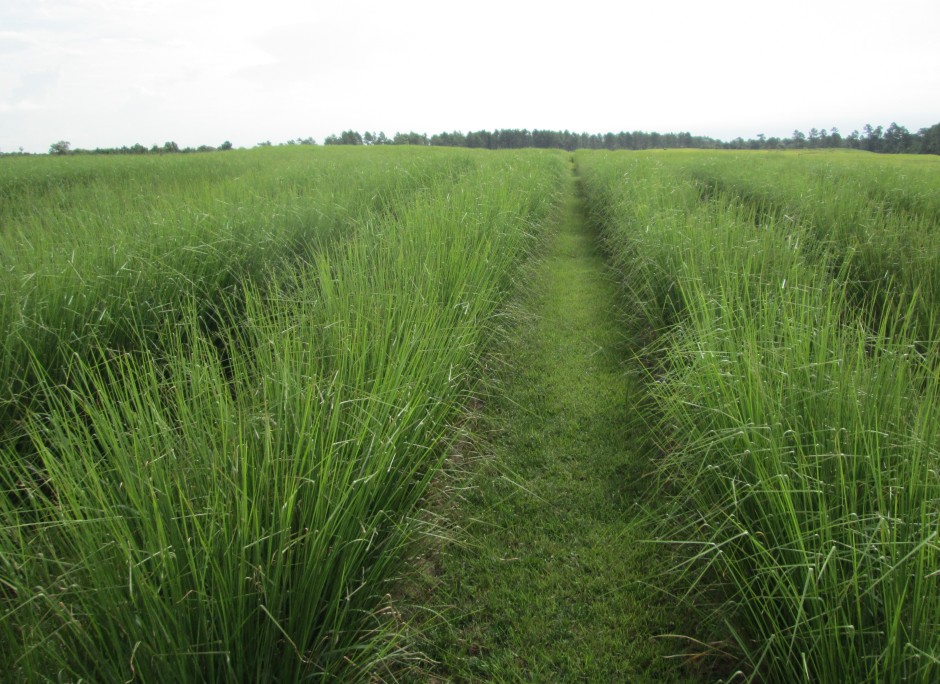 Vetiver Grass – Leachate Management Specialists